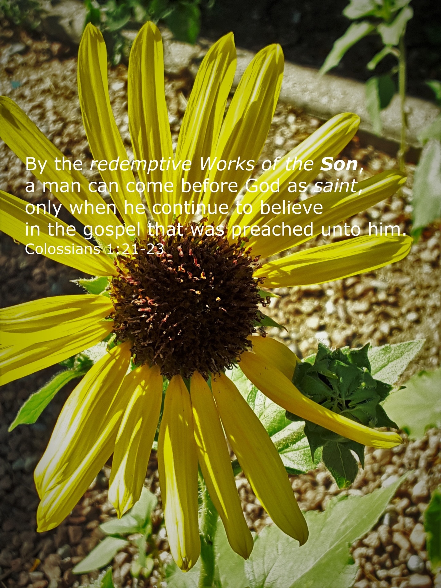 Colossians 1:21-23: wisdom of the Creator 創造主の叡智